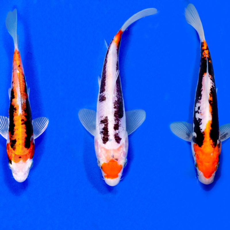 Selection | Blue Ridge Koi & Goldfish