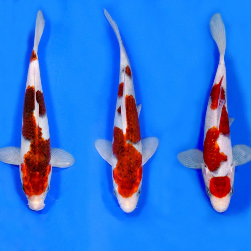 Selection | Blue Ridge Koi & Goldfish