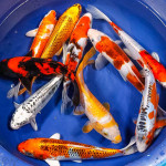 Products for Sale | Blue Ridge Koi & Goldfish