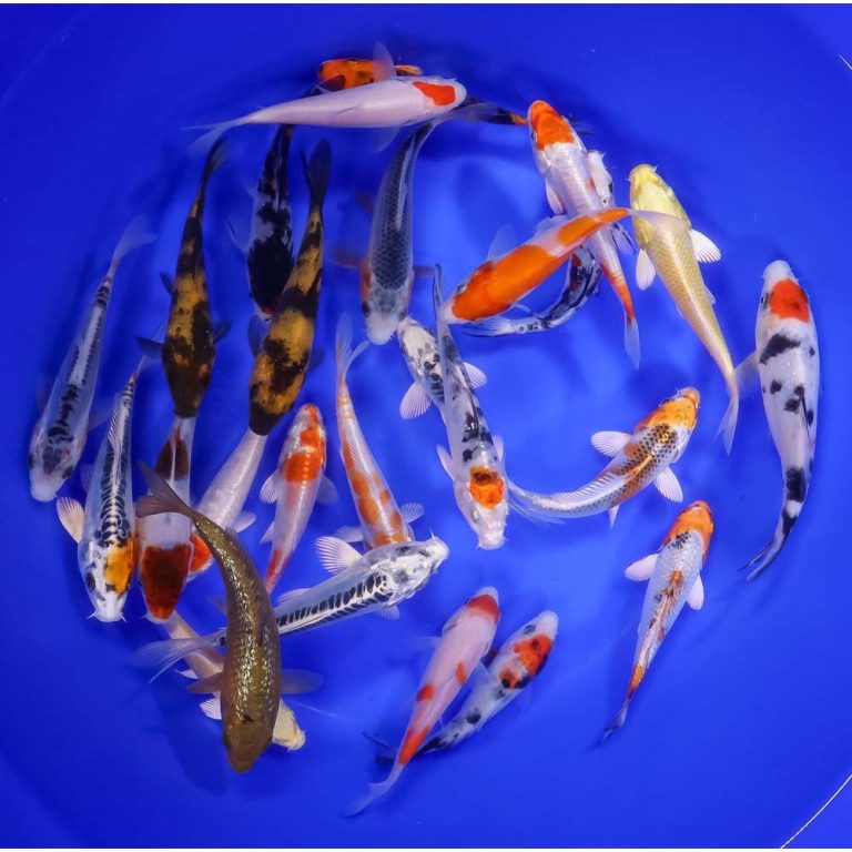 Koi for Sale | Blue Ridge Koi & Goldfish