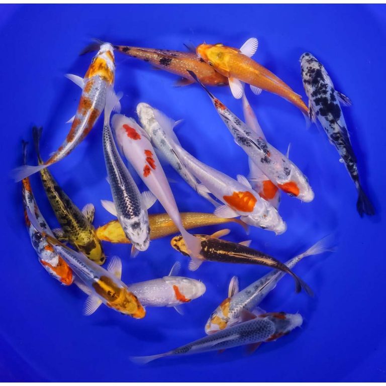 Koi for Sale | Blue Ridge Koi & Goldfish