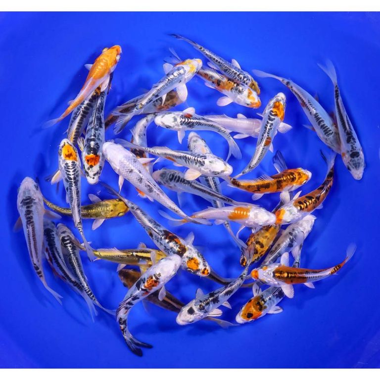 Koi for Sale | Blue Ridge Koi & Goldfish