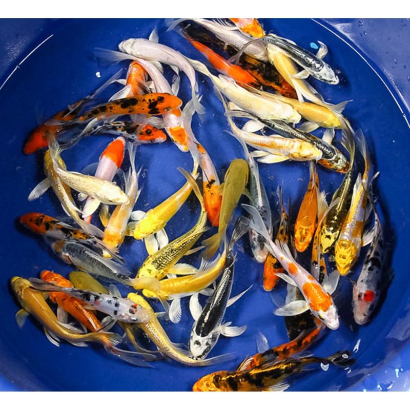 Premium Butterfly Koi 4-5" | Blue Ridge Koi & Goldfish