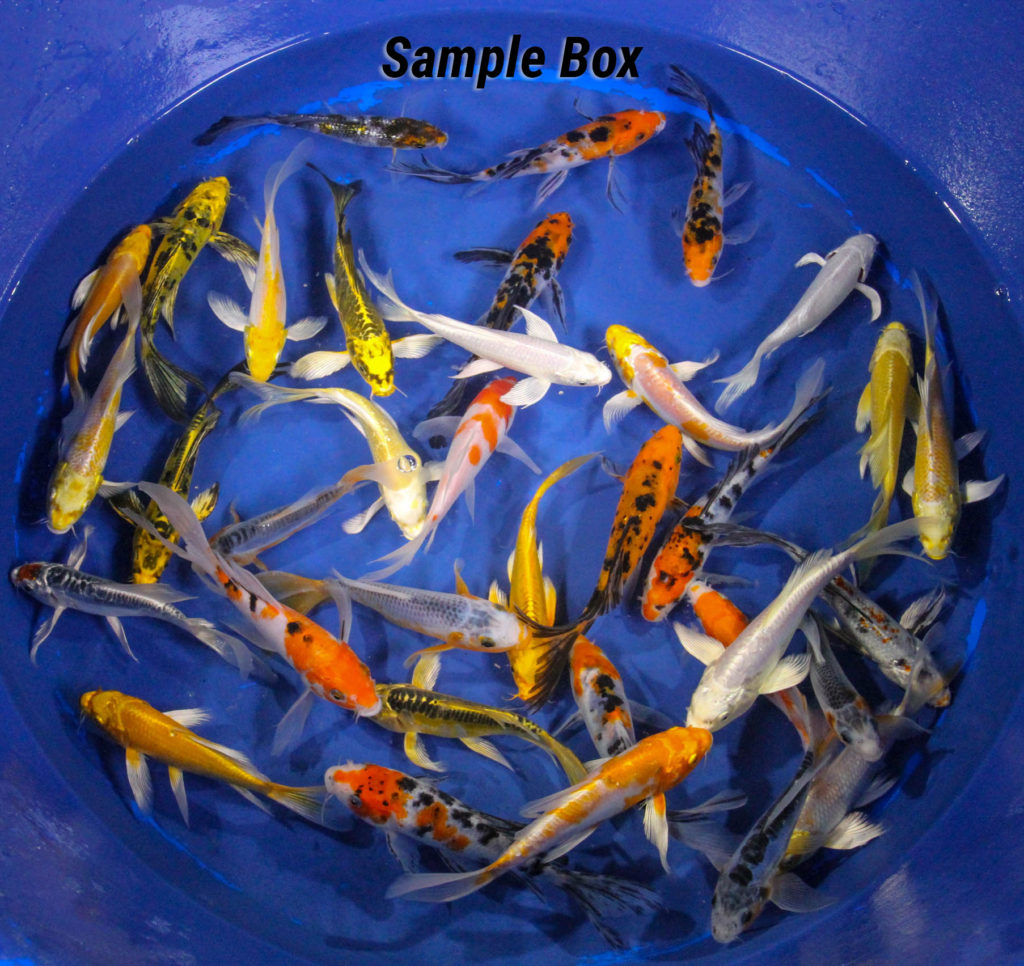 Premium Butterfly Koi 5-6" | Blue Ridge Koi & Goldfish