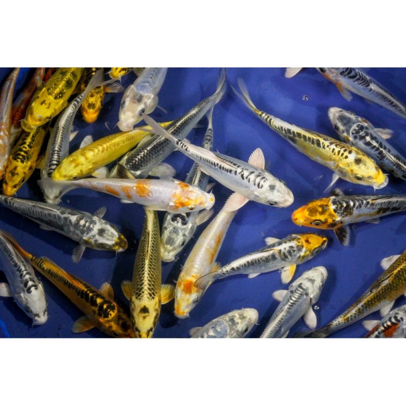 Koi for Sale | Blue Ridge Koi & Goldfish