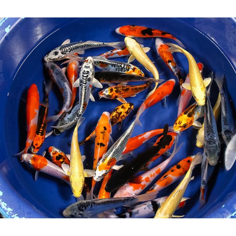 Koi for Sale | Blue Ridge Koi & Goldfish