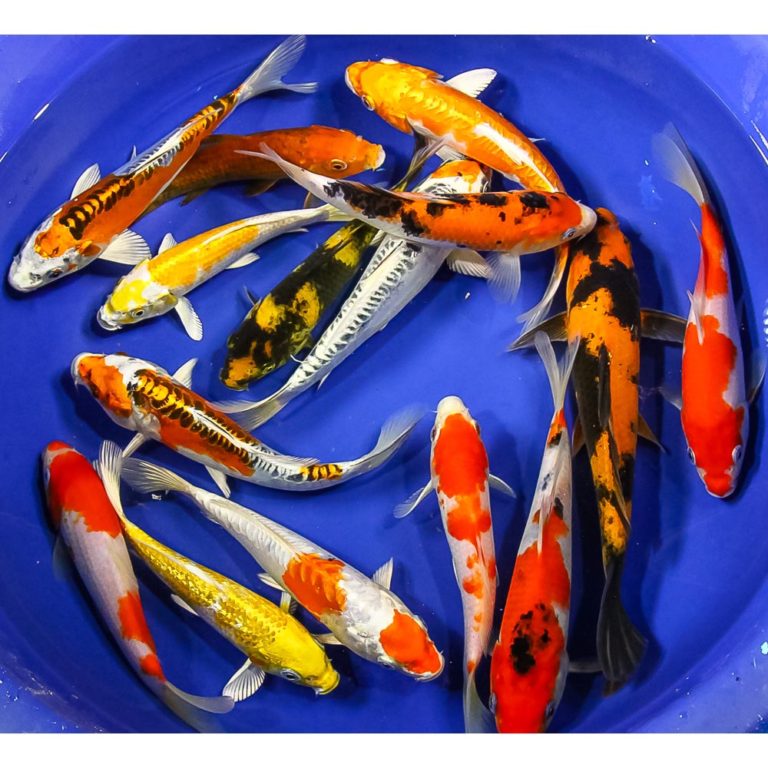 Koi for Sale | Blue Ridge Koi & Goldfish