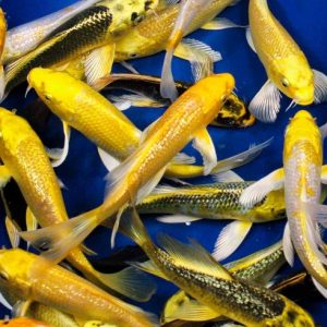 Butterfly Koi for Sale | Blue Ridge Koi & Goldfish