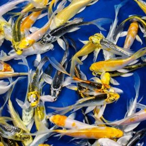 Standard Butterfly Koi 6-8" | Blue Ridge Koi & Goldfish
