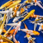 Koi for Sale | Blue Ridge Koi & Goldfish