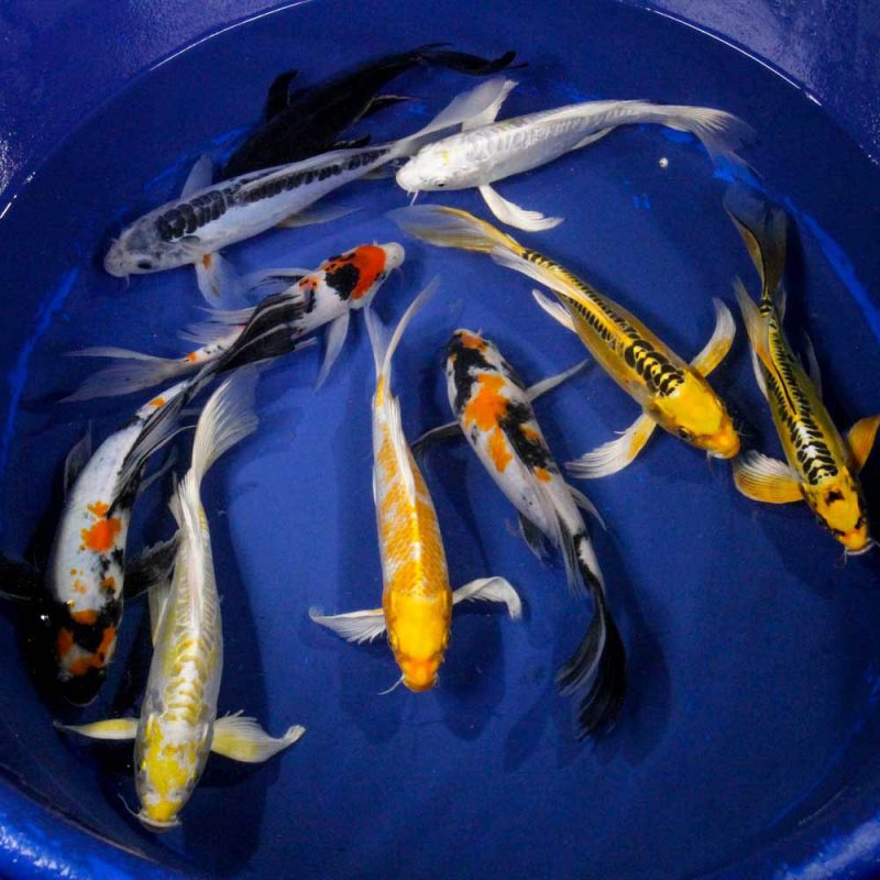 Premium Butterfly Koi 8-10" | Blue Ridge Koi & Goldfish