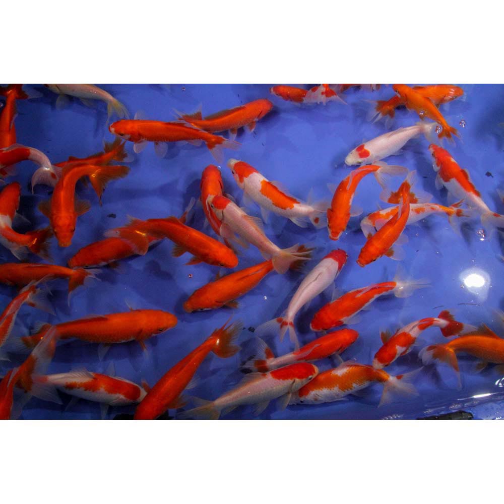 Assorted Wakin Goldfish-3 | Blue Ridge Koi & Goldfish
