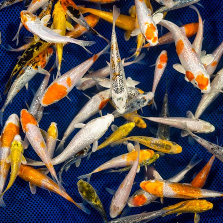 Koi for Sale | Blue Ridge Koi & Goldfish