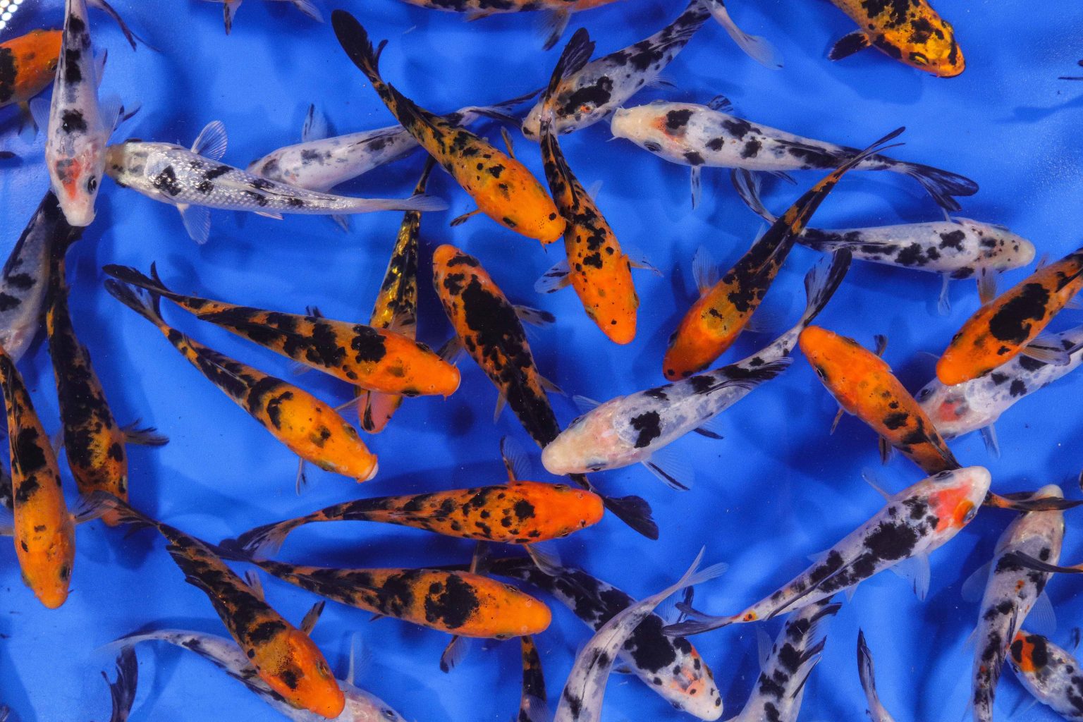 Variety Koi & Butterfly Koi Mixes | Blue Ridge Koi & Goldfish