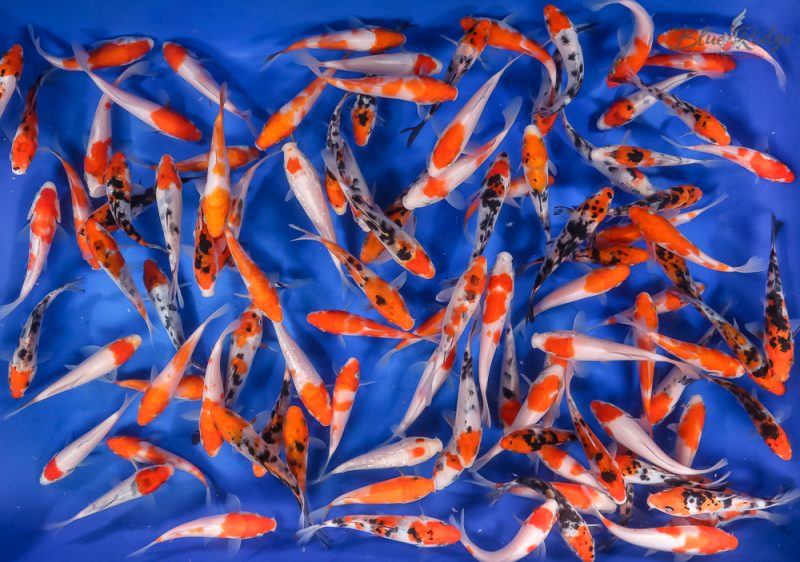 Variety Koi & Butterfly Koi Mixes | Blue Ridge Koi & Goldfish