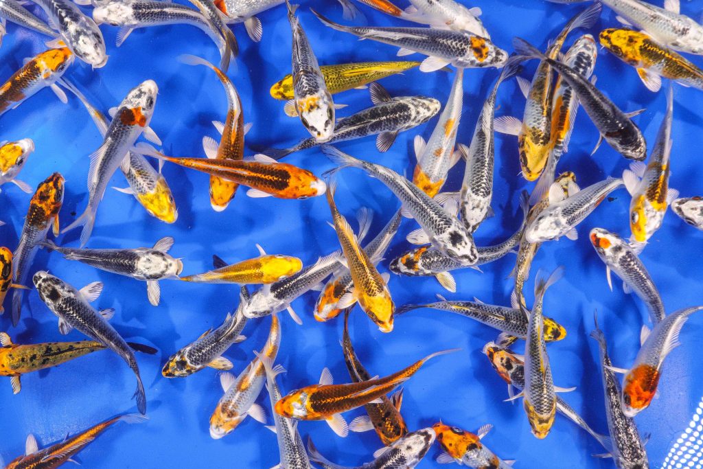 Variety Koi & Butterfly Koi Mixes | Blue Ridge Koi & Goldfish