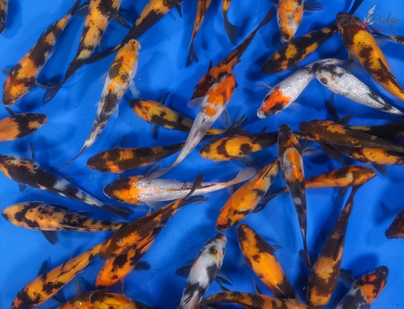 Variety Koi & Butterfly Koi Mixes | Blue Ridge Koi & Goldfish