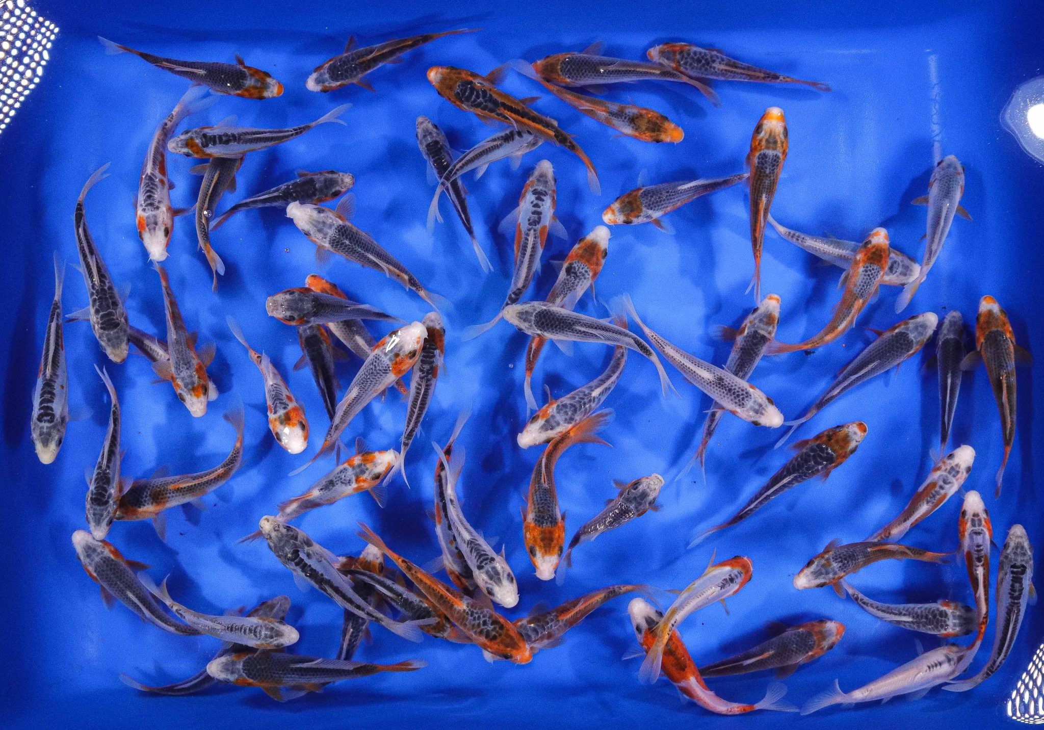 Variety Koi & Butterfly Koi Mixes | Blue Ridge Koi & Goldfish