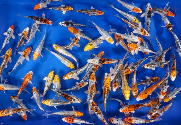 Variety Koi & Butterfly Koi Mixes | Blue Ridge Koi & Goldfish