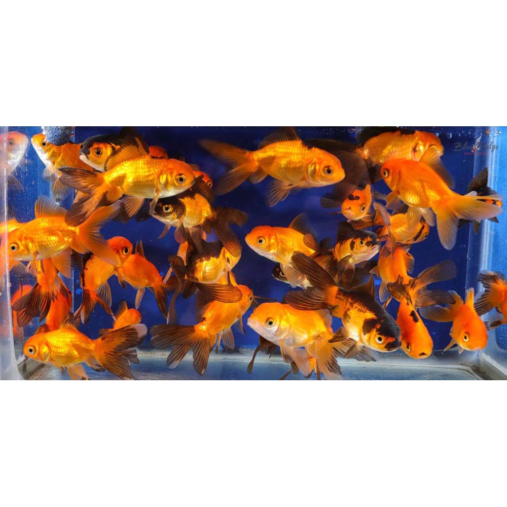 EVERGREEN.2022.11.16_ORANDA2RB-14 | Blue Ridge Koi & Goldfish