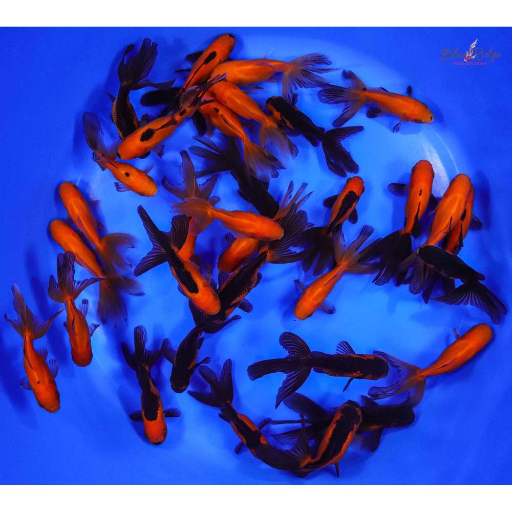 EVERGREEN.2022.11.16_ORANDA2RB-2 | Blue Ridge Koi & Goldfish