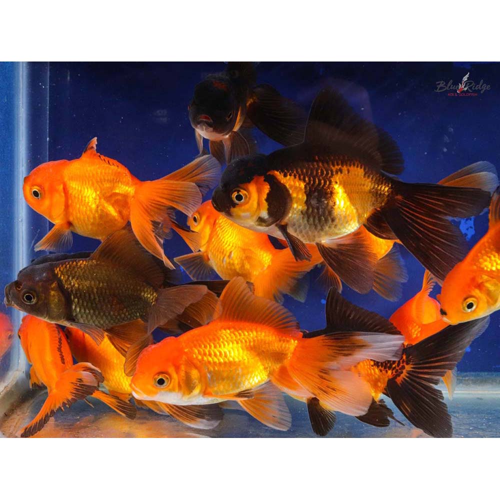 EVERGREEN.2022.11.16_ORANDA4RB-15 | Blue Ridge Koi & Goldfish