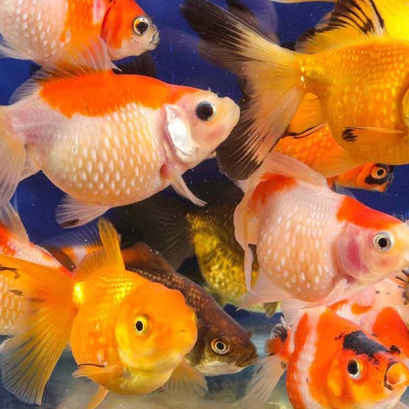 Products for Sale | Blue Ridge Koi & Goldfish