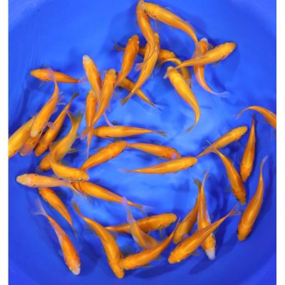 Pond Goldfish for Sale | Blue Ridge Koi & Goldfish
