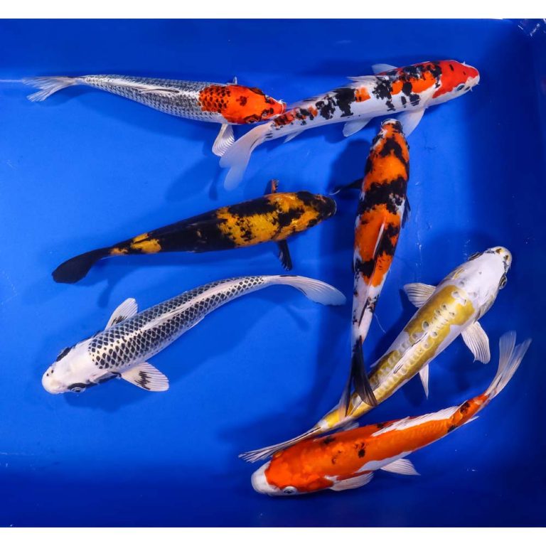 Koi for Sale | Blue Ridge Koi & Goldfish