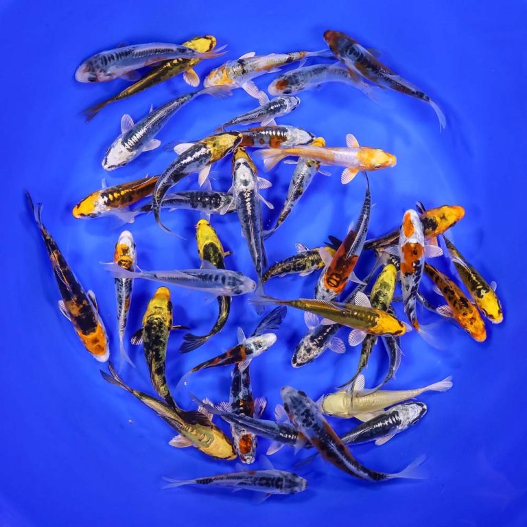 Koi for Sale | Blue Ridge Koi & Goldfish