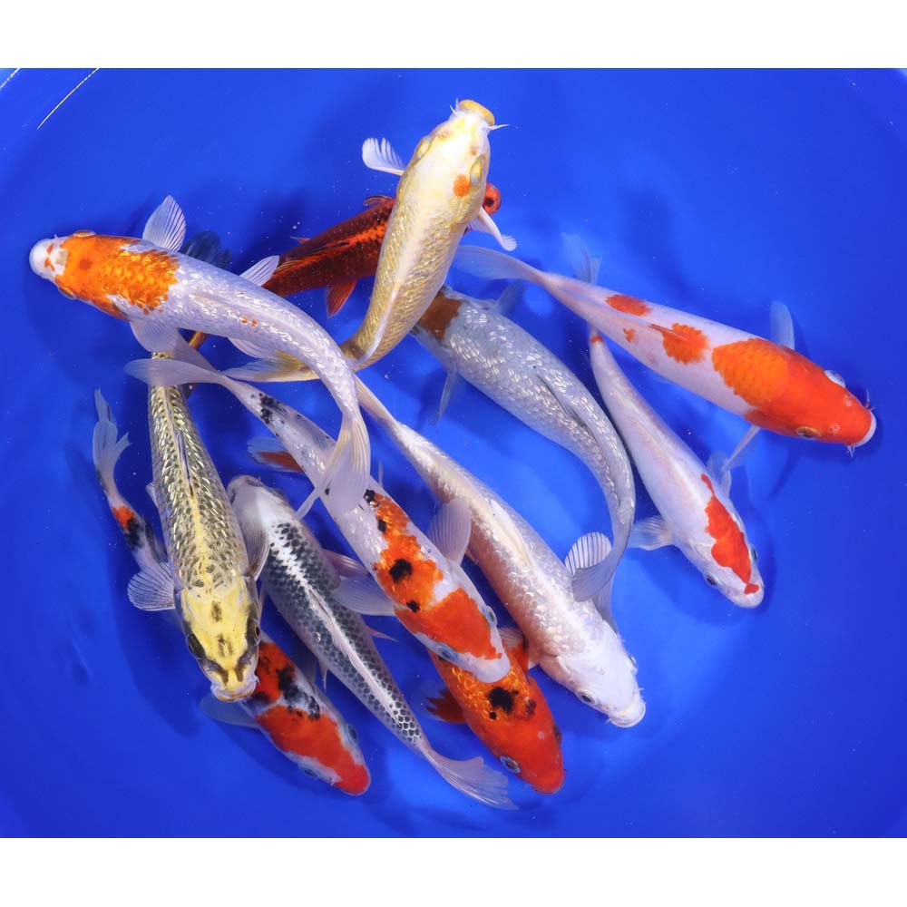 Standard Koi 7 8 Blue Ridge Koi Goldfish Standard Koi 7 8 Blue Ridge Koi Goldfish